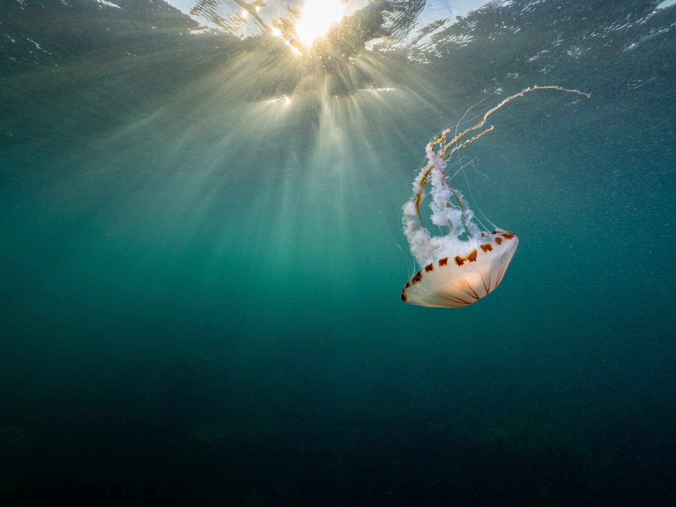 Fascinating facts about jellyfish | Marine Conservation Society