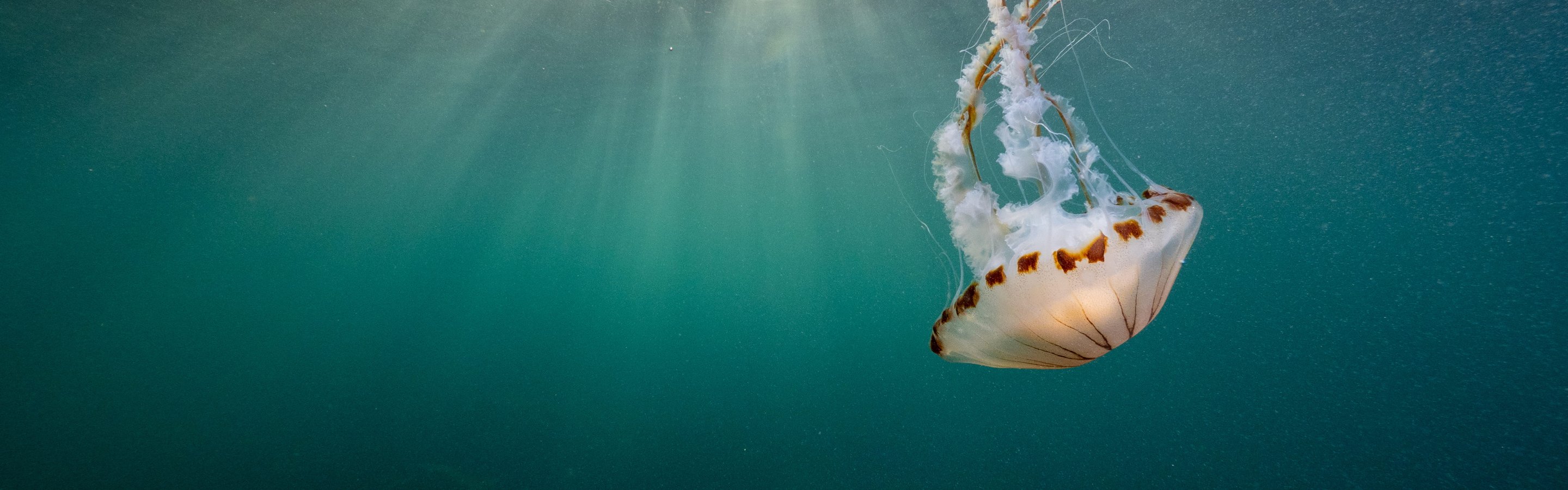 Fascinating facts about jellyfish | Marine Conservation Society