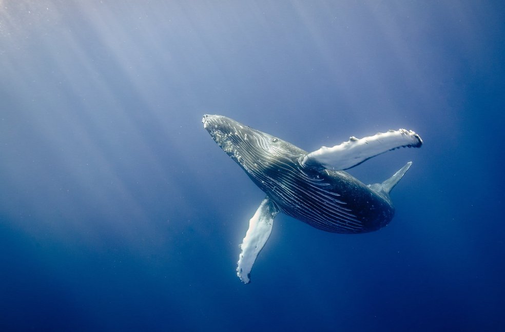 Ocean impact reports | Marine Conservation Society