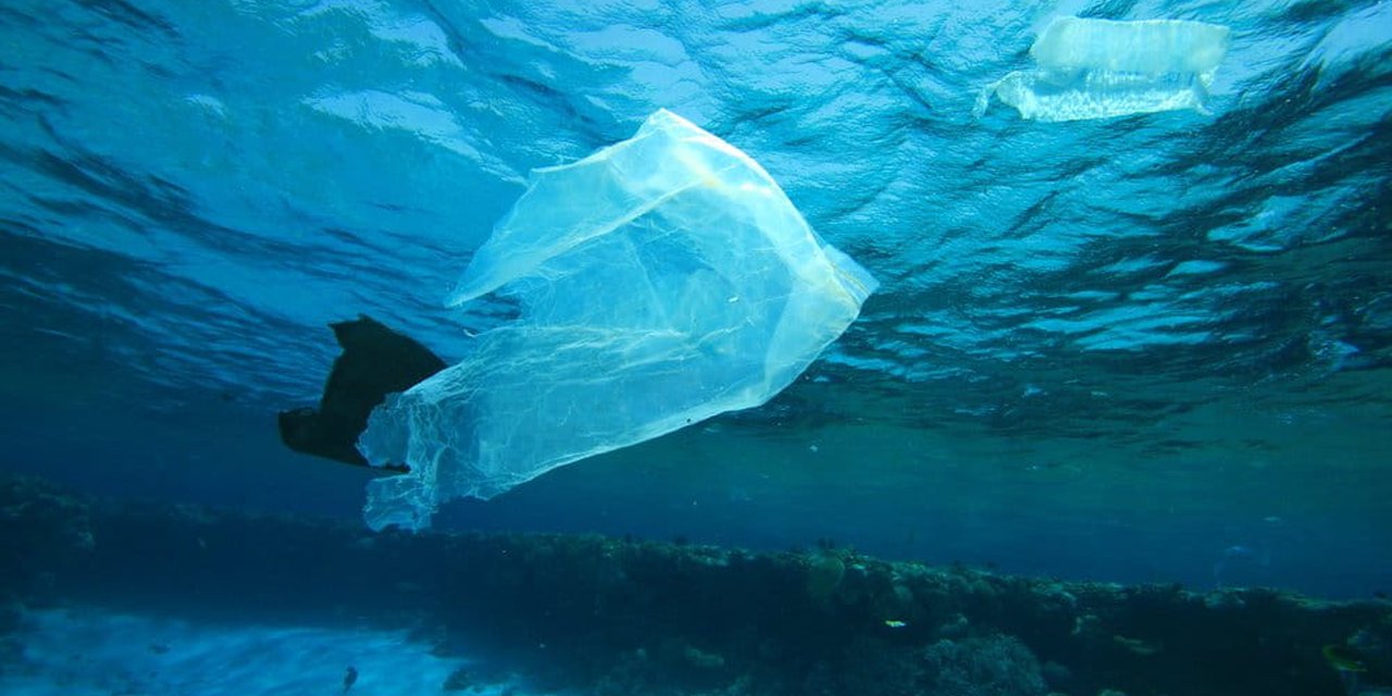 The impact of plastic pollution on marine life | Marine Conservation ...