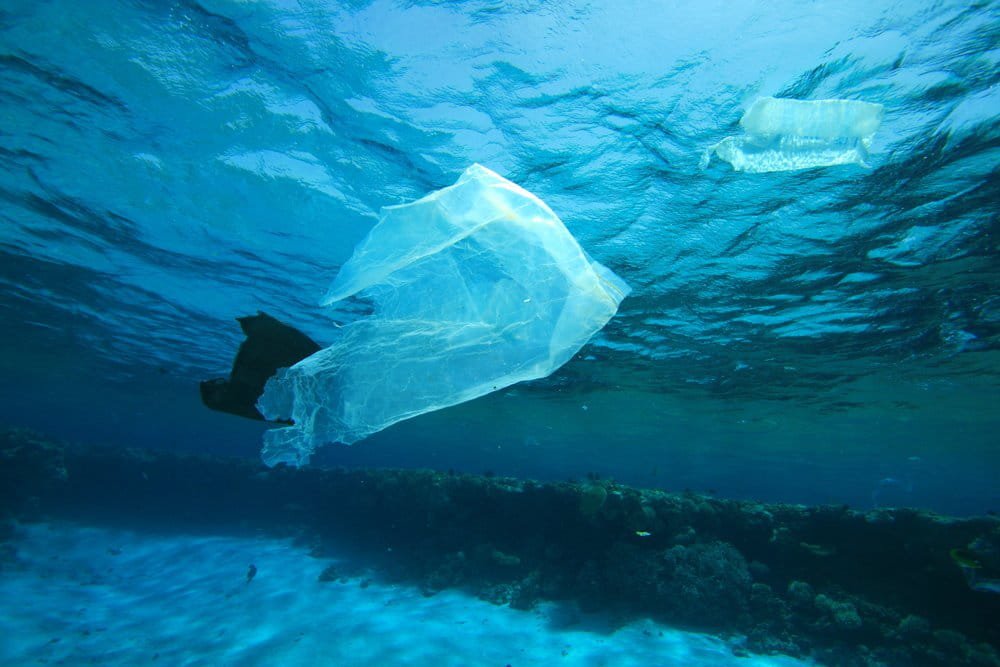 The impact of plastic pollution on marine life | Marine Conservation ...
